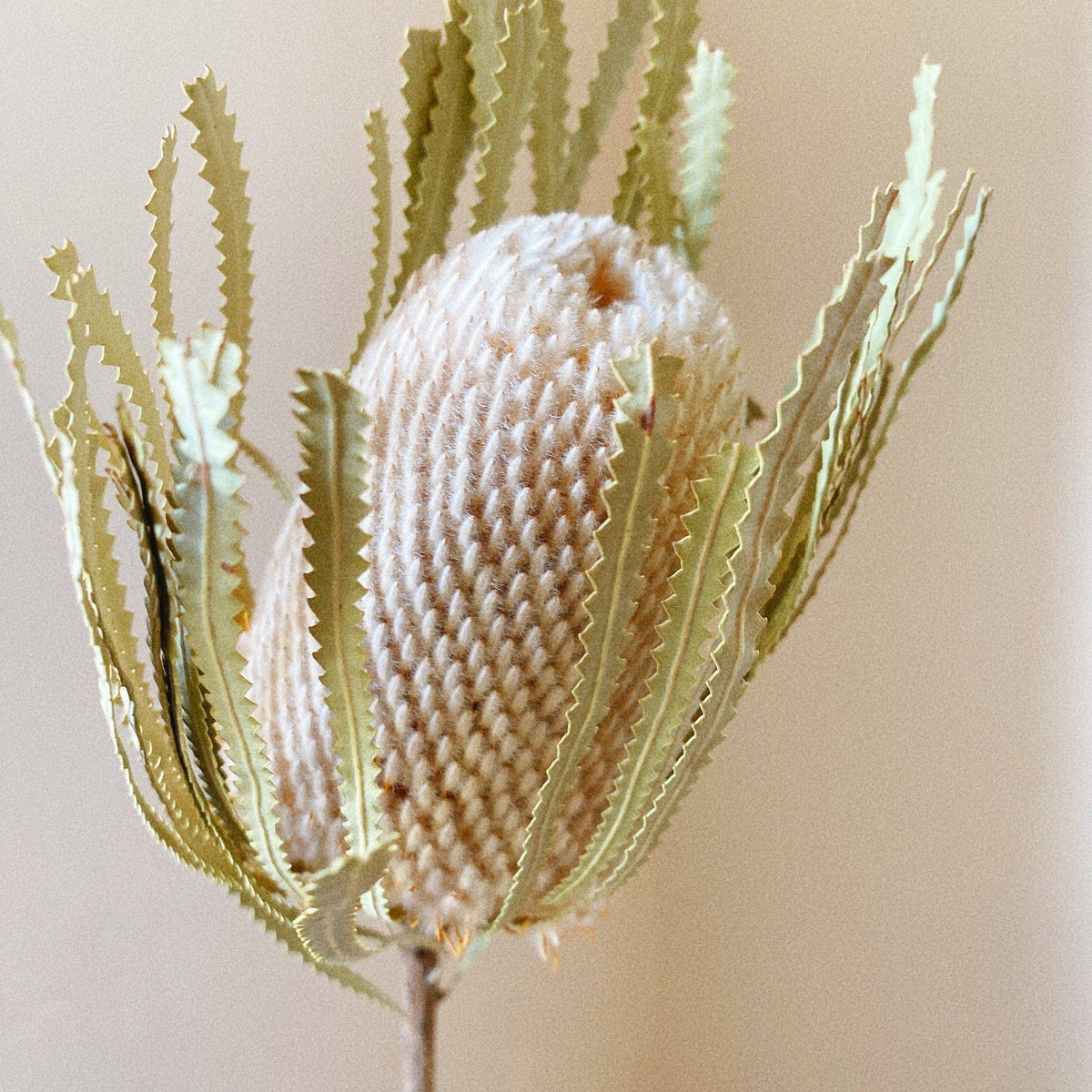 Natural Banksia Dried Flower, Single Stem – Gather Goods Co.