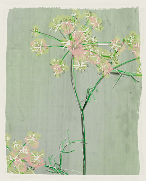 Fennel Fine Art Print - Gather Goods Co.