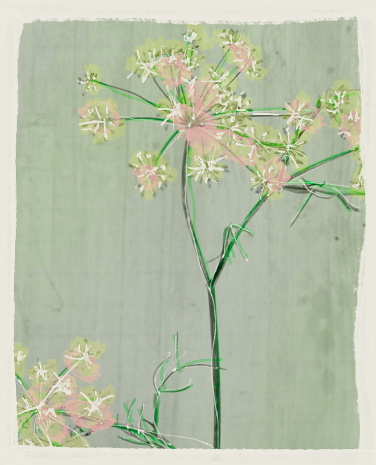 Fennel Fine Art Print - Gather Goods Co.