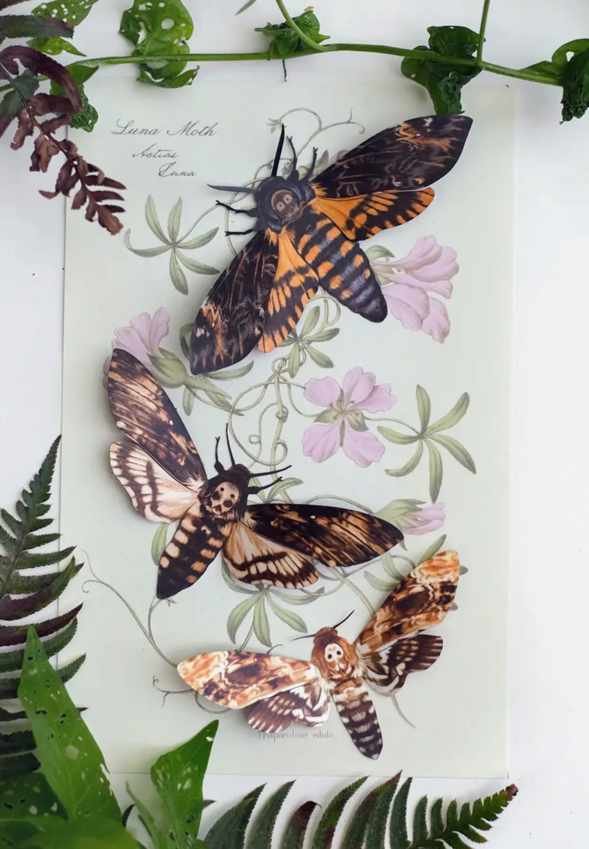 Realistic Moth Wall Decor, Paper Moths, Set of 3 - Gather Goods Co.