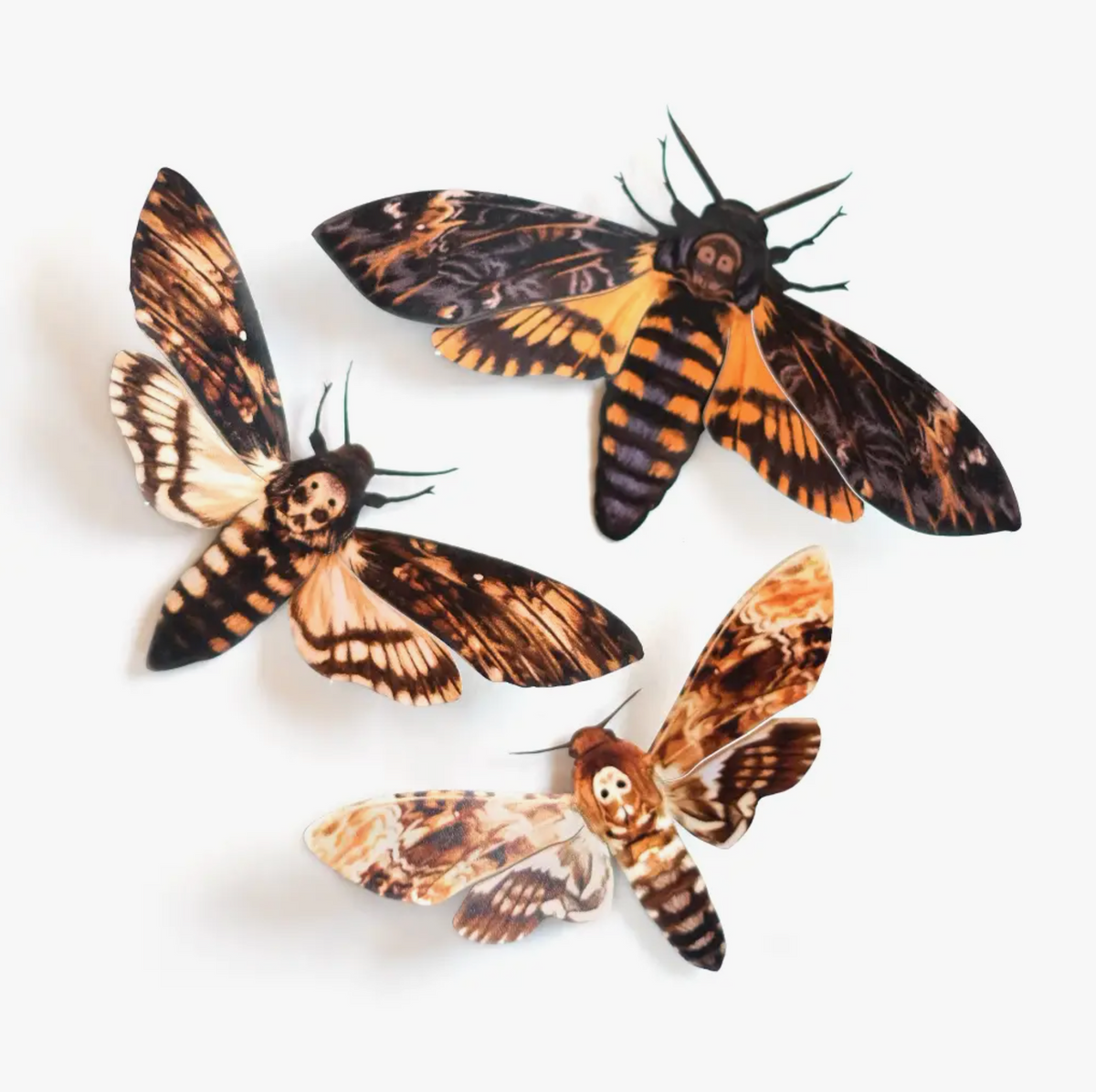 Realistic Moth Wall Decor, Paper Moths, Set of 3 - Gather Goods Co.